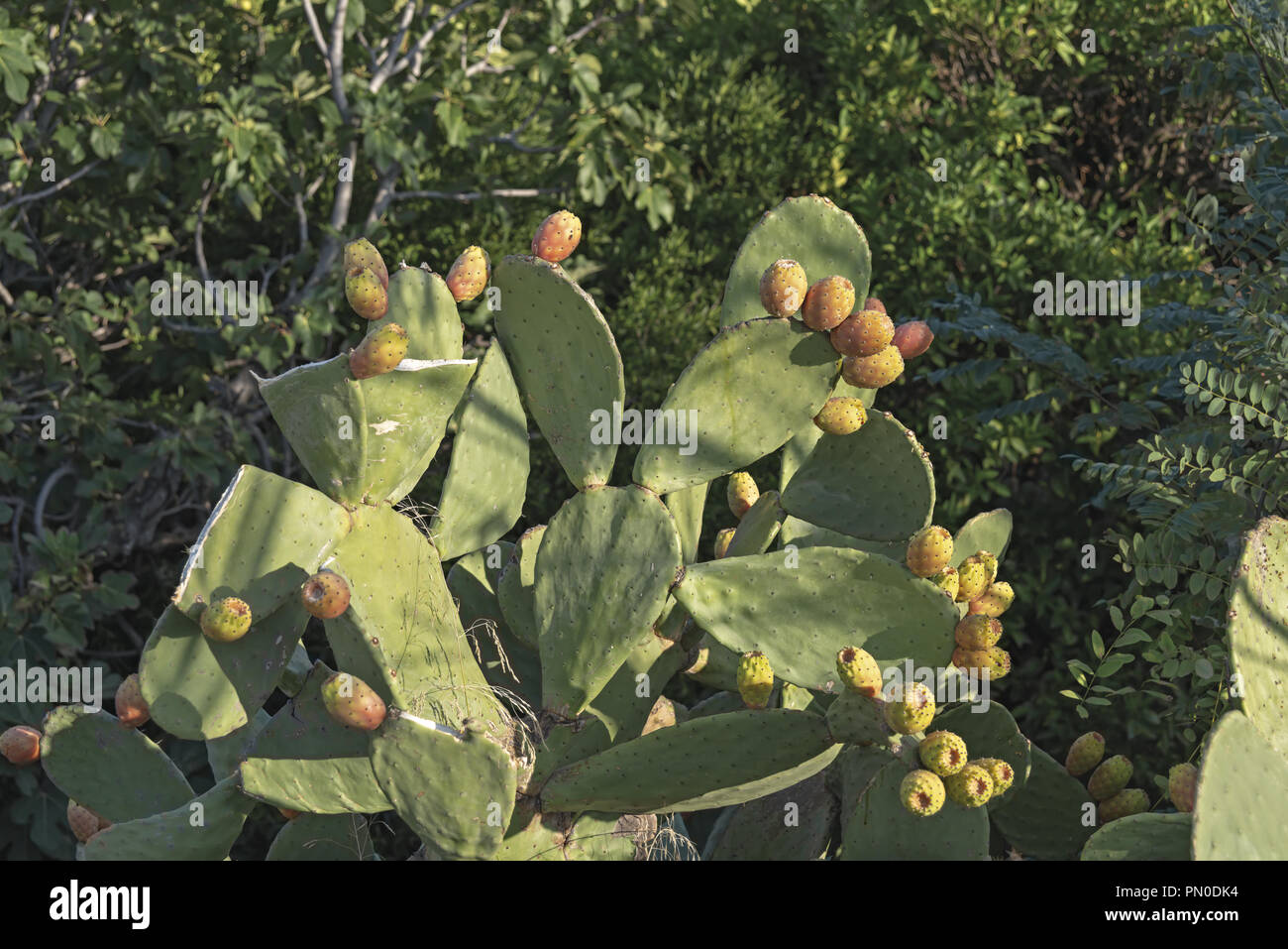Pianta in calabria hi-res stock photography and images - Alamy