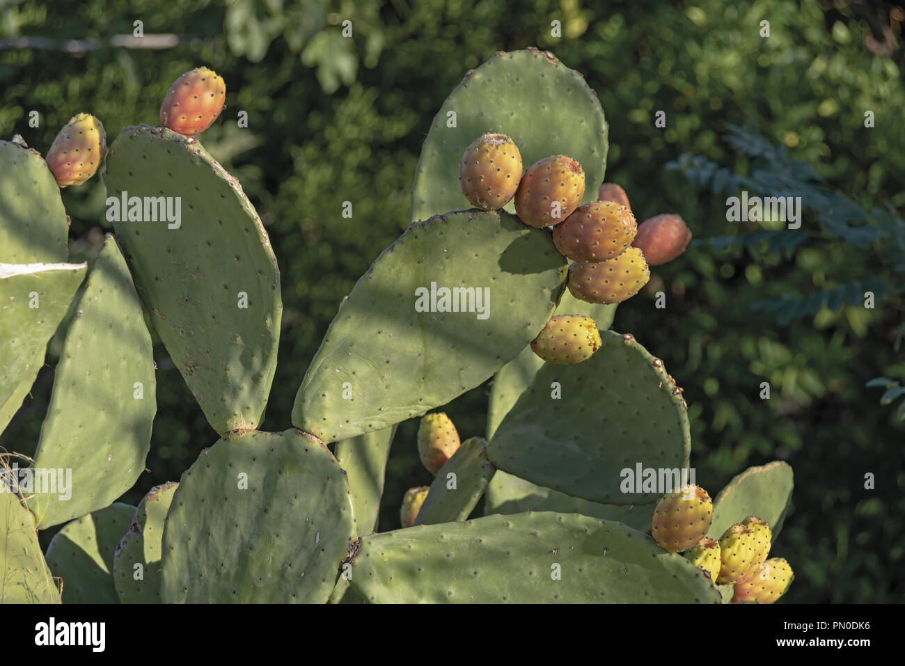 Pianta in calabria hi-res stock photography and images - Alamy