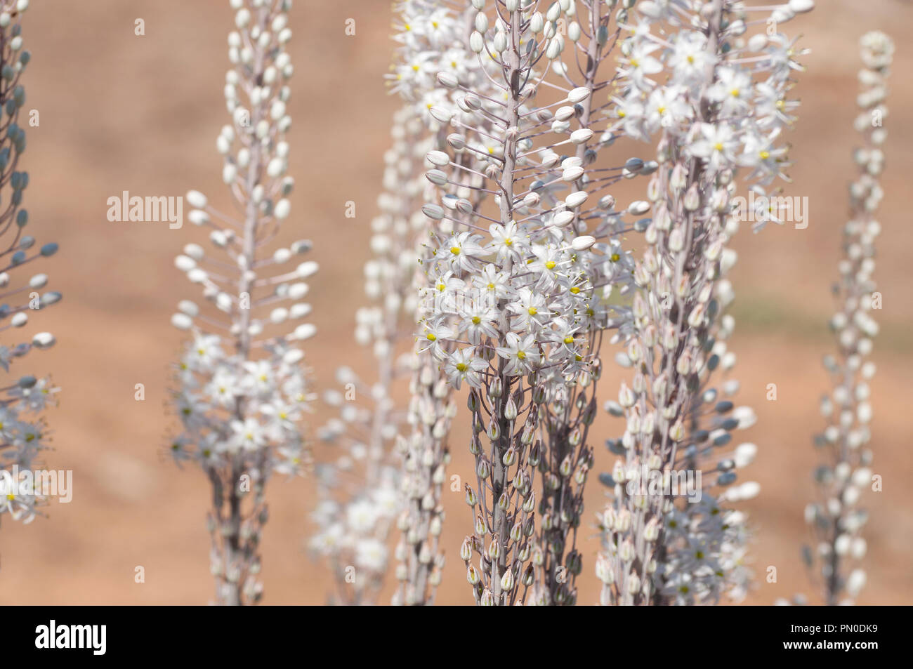 White squill hi-res stock photography and images - Alamy