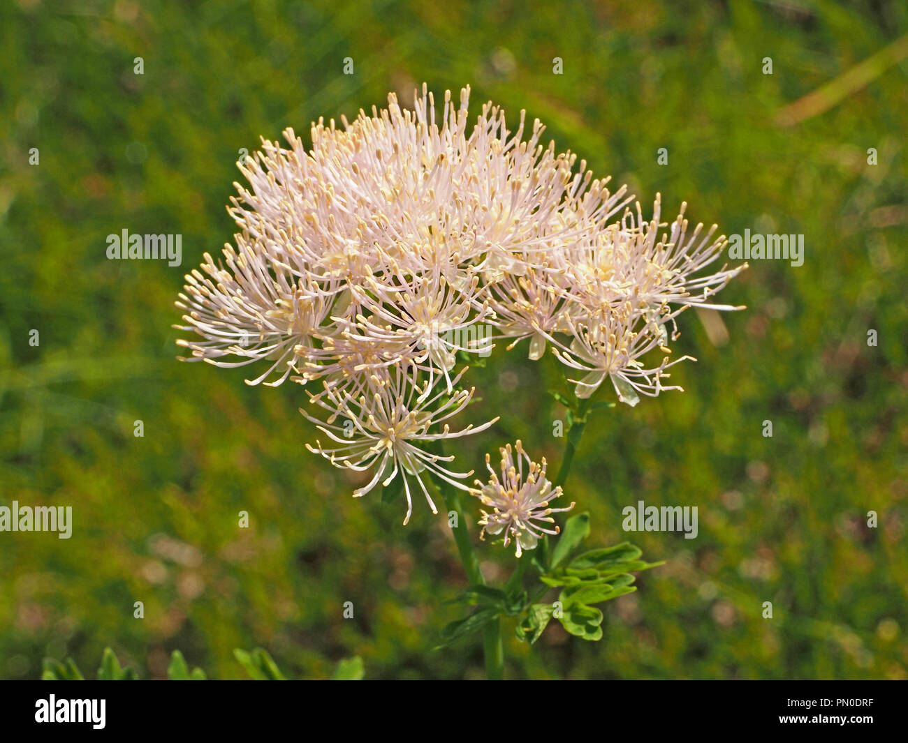 French meadow-rue,or greater meadow-rue (Thalictrum aquilegiifolium) a ...