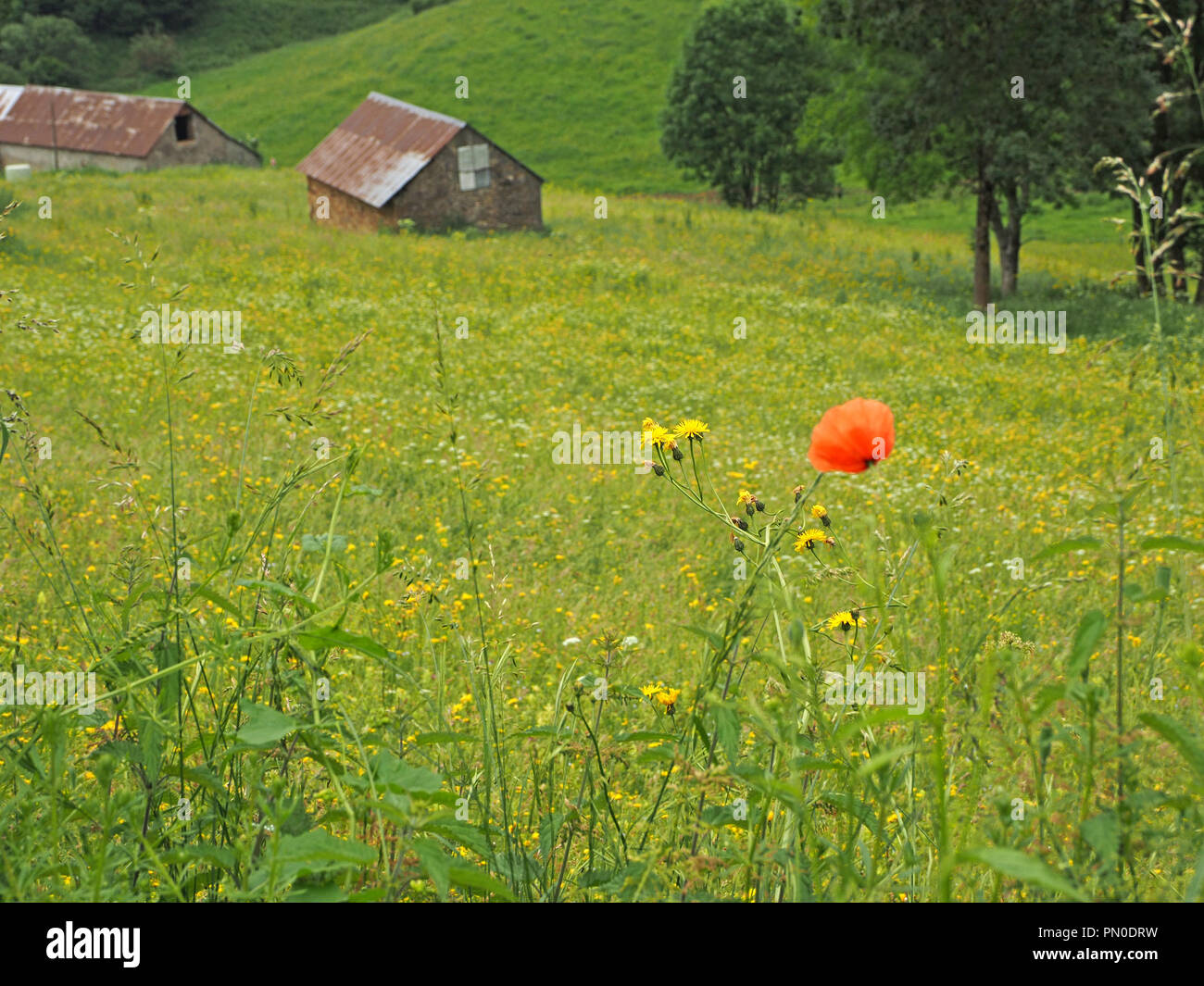 red poppy and yellow flowers in Pyrenean meadow with trees and ...