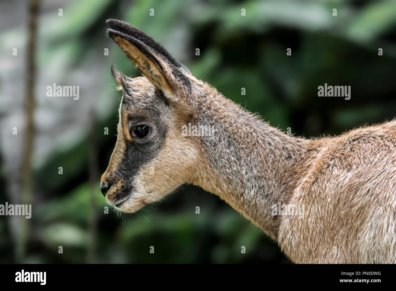 Young Pyrenean chamois (Rupicapra pyrenaica) close up portrait of kid ...