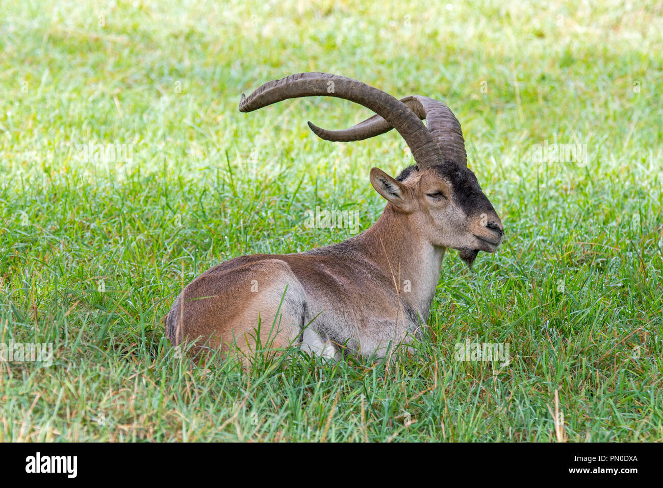 Iberian ibex goat hi-res stock photography and images - Alamy