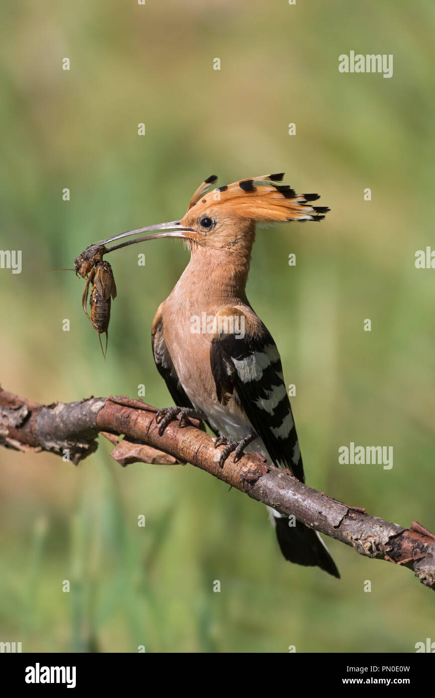Insect catch hi-res stock photography and images - Alamy