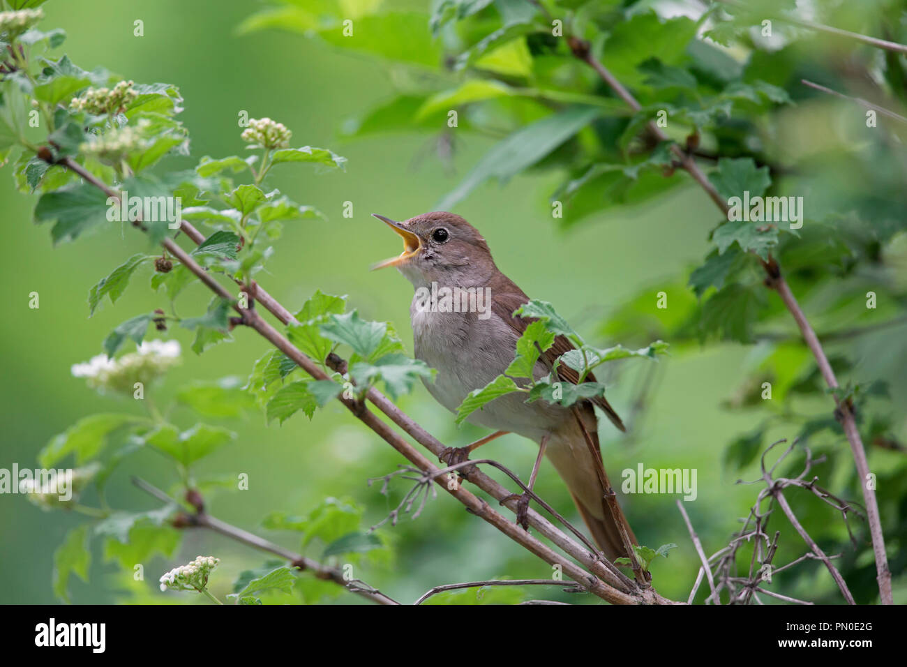 Nightingale singing hi-res stock photography and images - Alamy