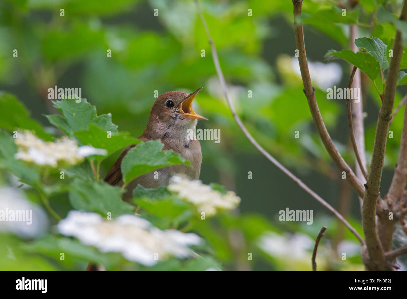 Nightingale singing uk male hi-res stock photography and images - Alamy