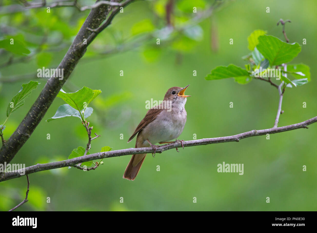 Singing common nightingale / rufous nightingale (Luscinia megarhynchos ...