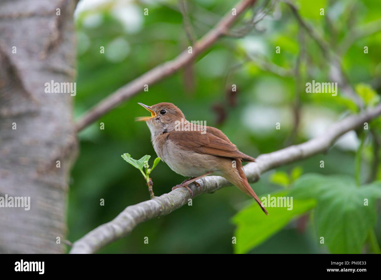 Singing common nightingale / rufous nightingale (Luscinia megarhynchos ...