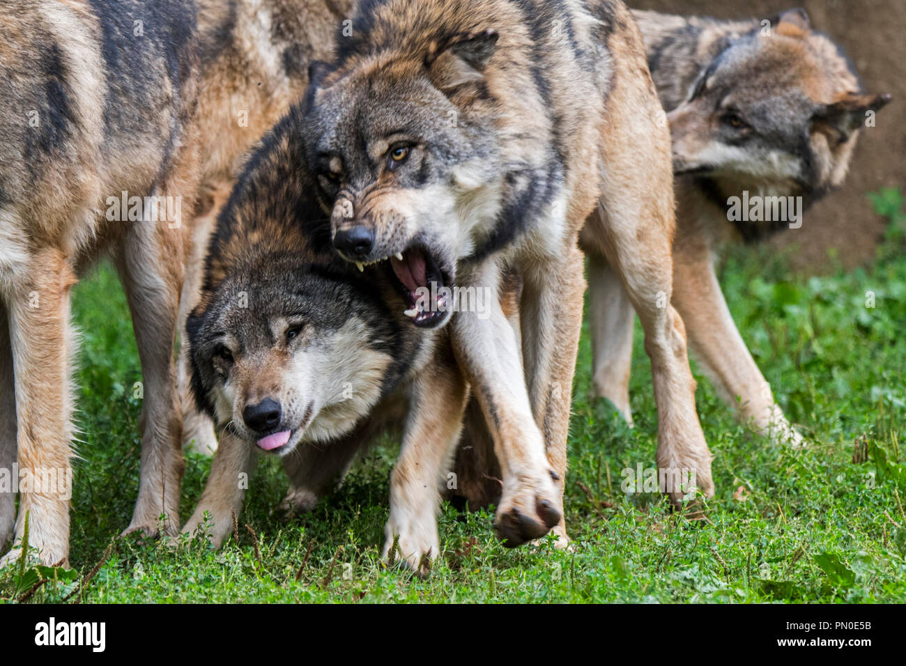 Gray Wolves Fighting