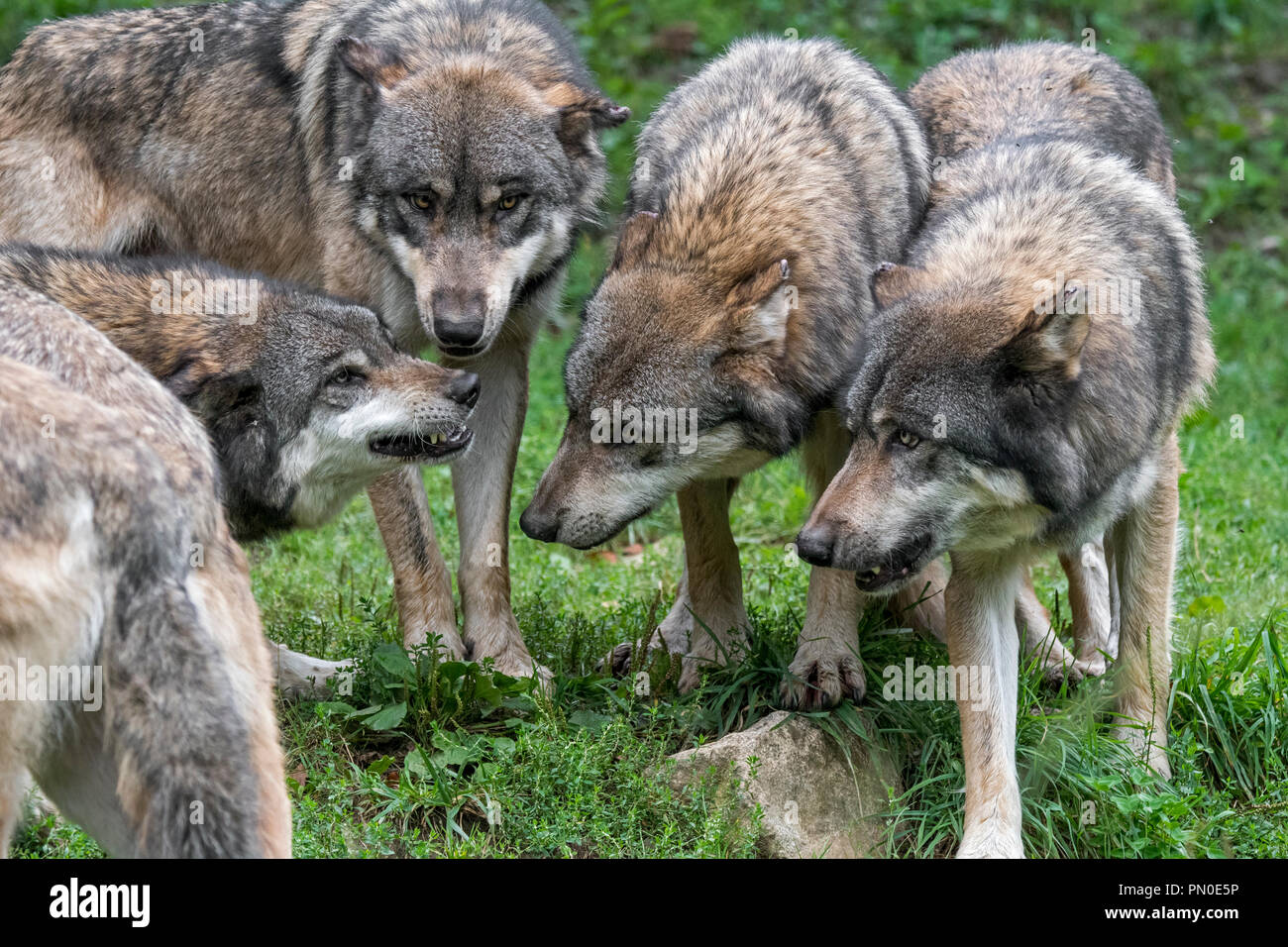 Subordinate grey wolf (Canis lupus) with flattened ears snarling with ...
