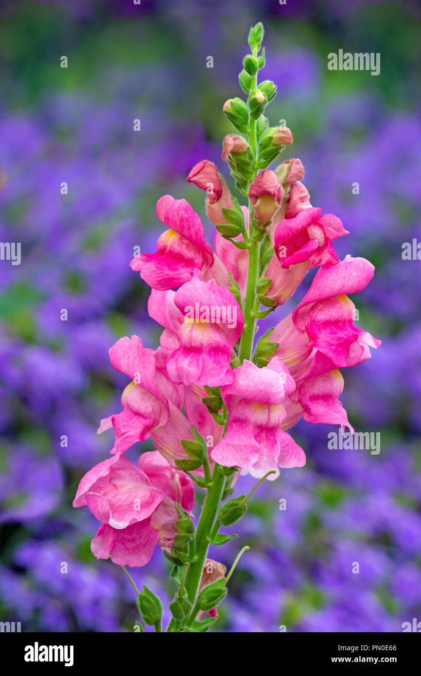 Dragon flower hi-res stock photography and images - Alamy