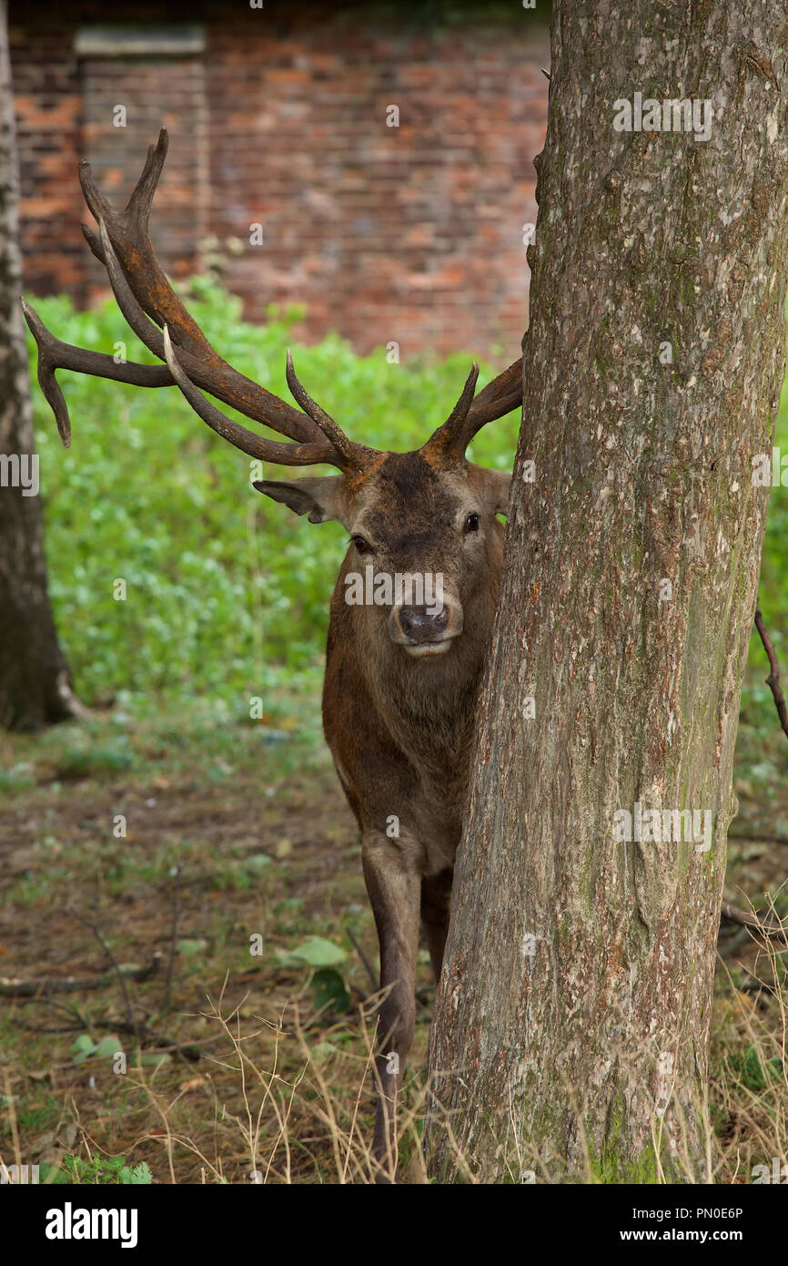 Robin hood and deer hi-res stock photography and images - Alamy