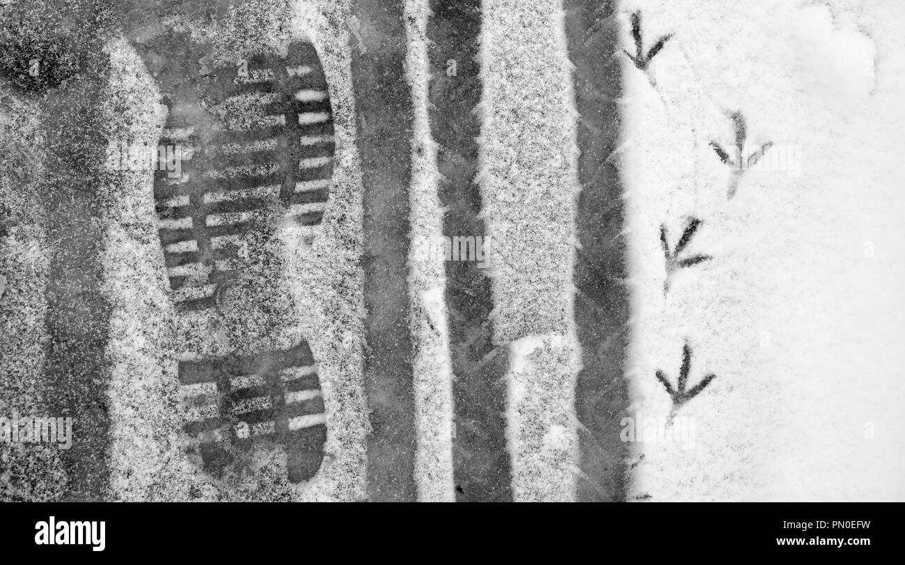 Boot footprints in the snow Black and White Stock Photos & Images - Alamy