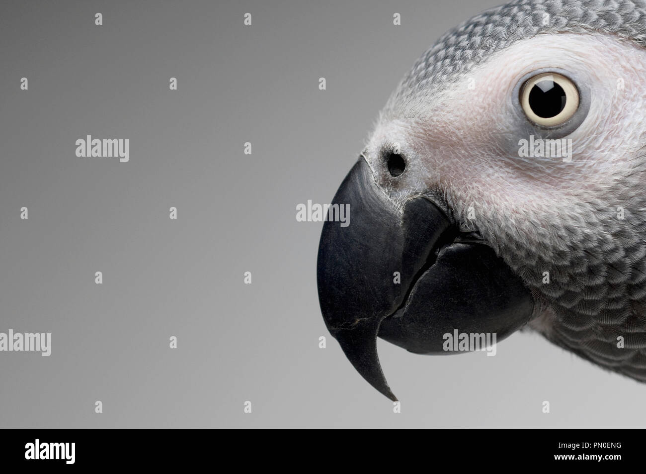 Parrot Eyes High Resolution Stock Photography and Images - Alamy