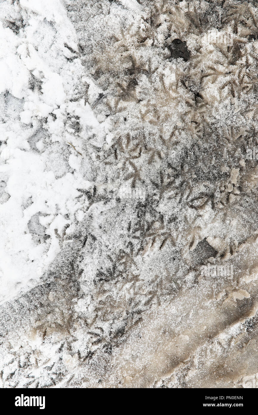 Footprints in the snow. Footprints on the first snow. Imprint of Stock ...
