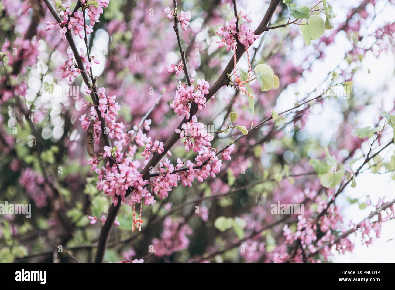 Flowering tree in spring. Branches with pink flowers Stock Photo - Alamy