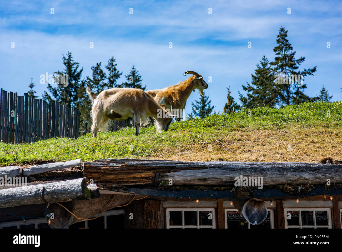 Goats at "Goats on the Roof" boutique retail complex, Coombs, Vancouver ...