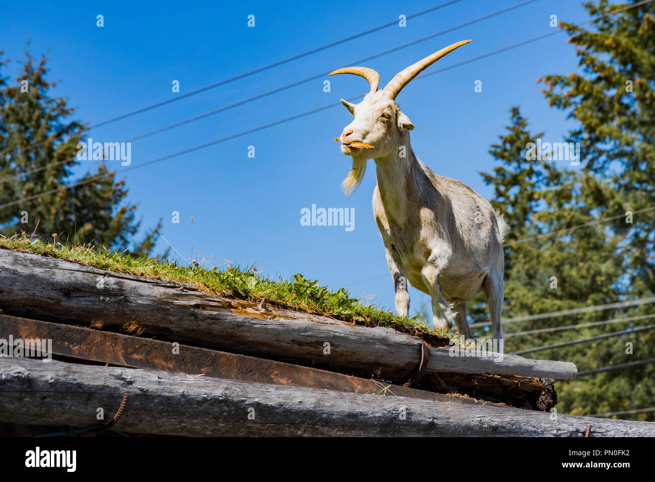 Roof goat hi-res stock photography and images - Alamy