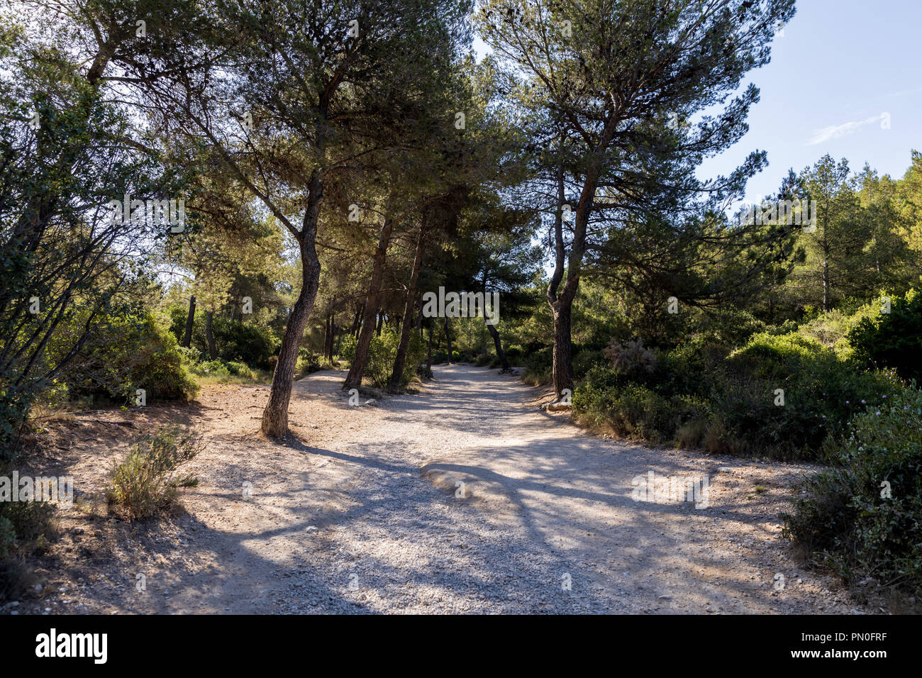 beautiful green trees and bushes growing in forest at sunny day ...