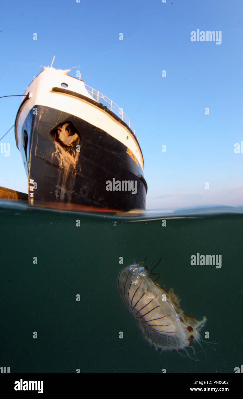 Split level ship of a compass jellyfish near a cargo ship in ...