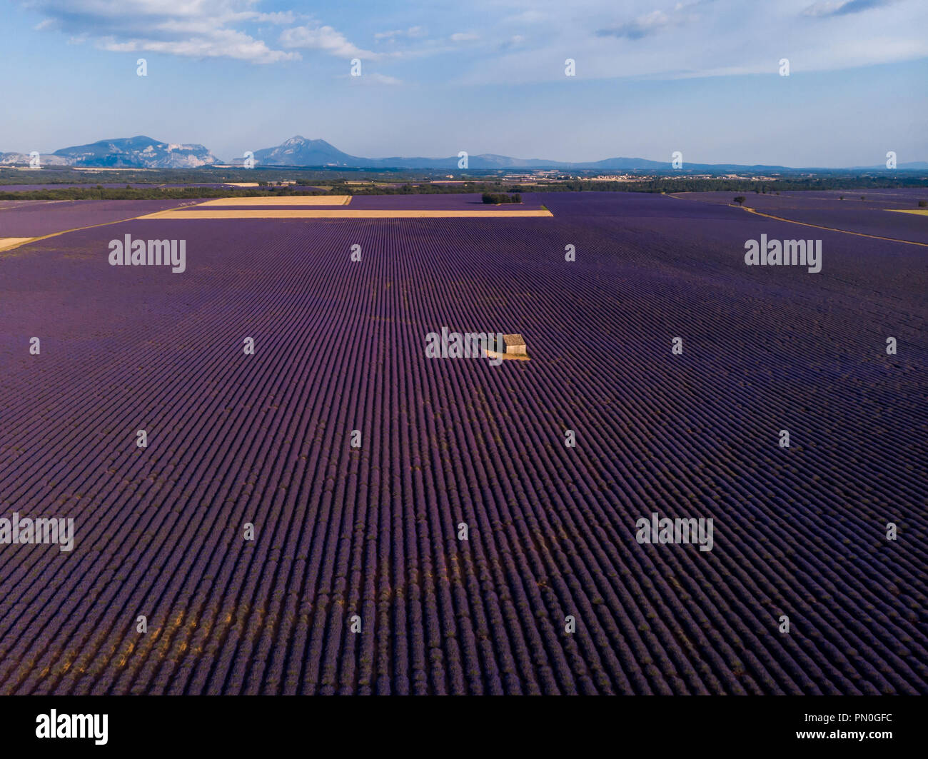 aerial view of single farm building on cultivated lavender field ...