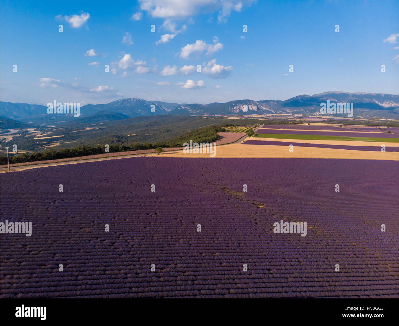 aerial view of beautiful cultivated lavender field and mountains in ...