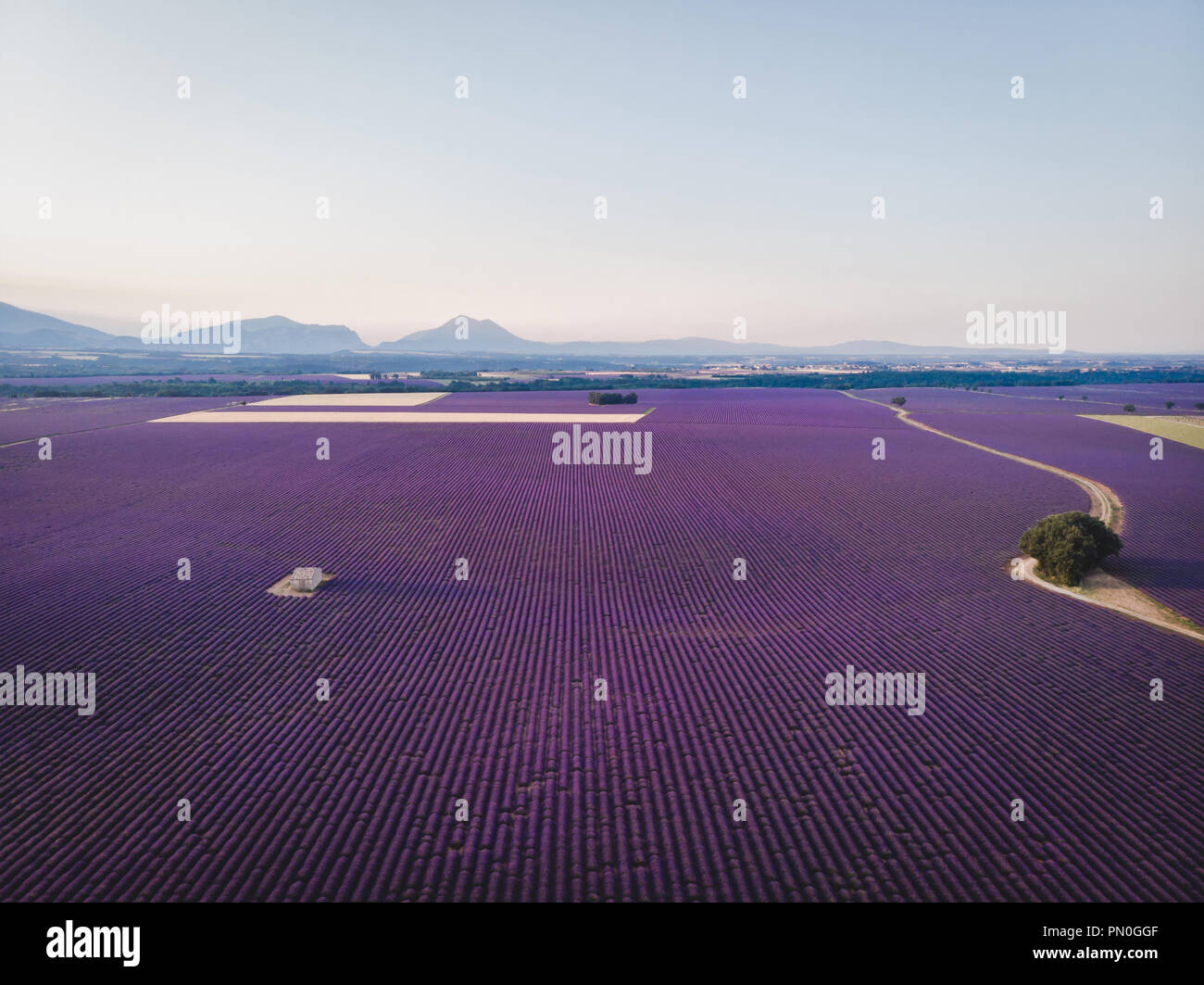 aerial view of beautiful cultivated lavender field and mountains in ...