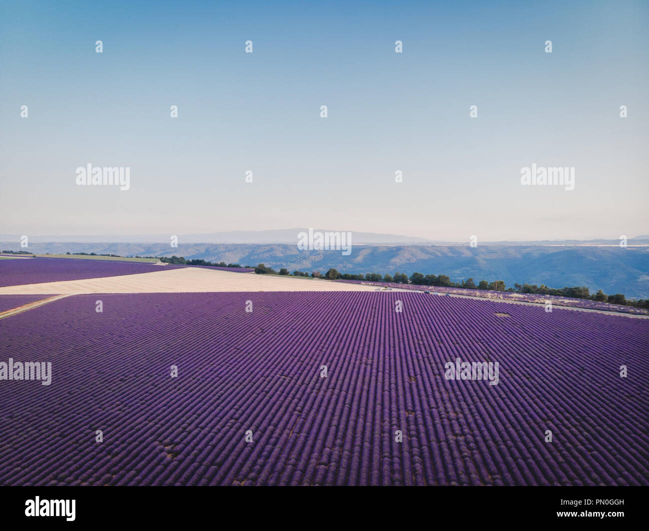 aerial view of beautiful cultivated lavender field and mountains in ...
