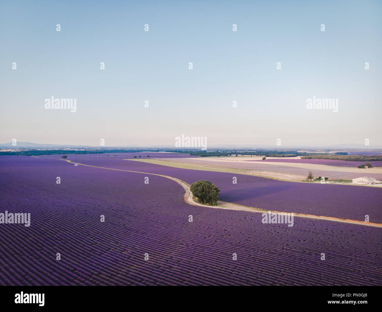 Beautiful lavender field aerial view hi-res stock photography and ...