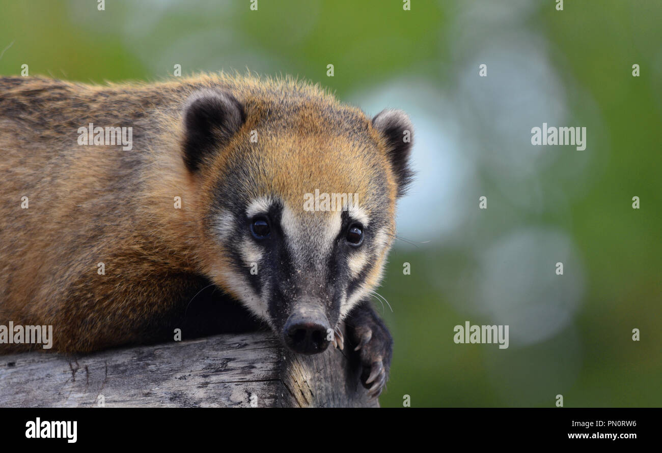 Ring Tailed Coati