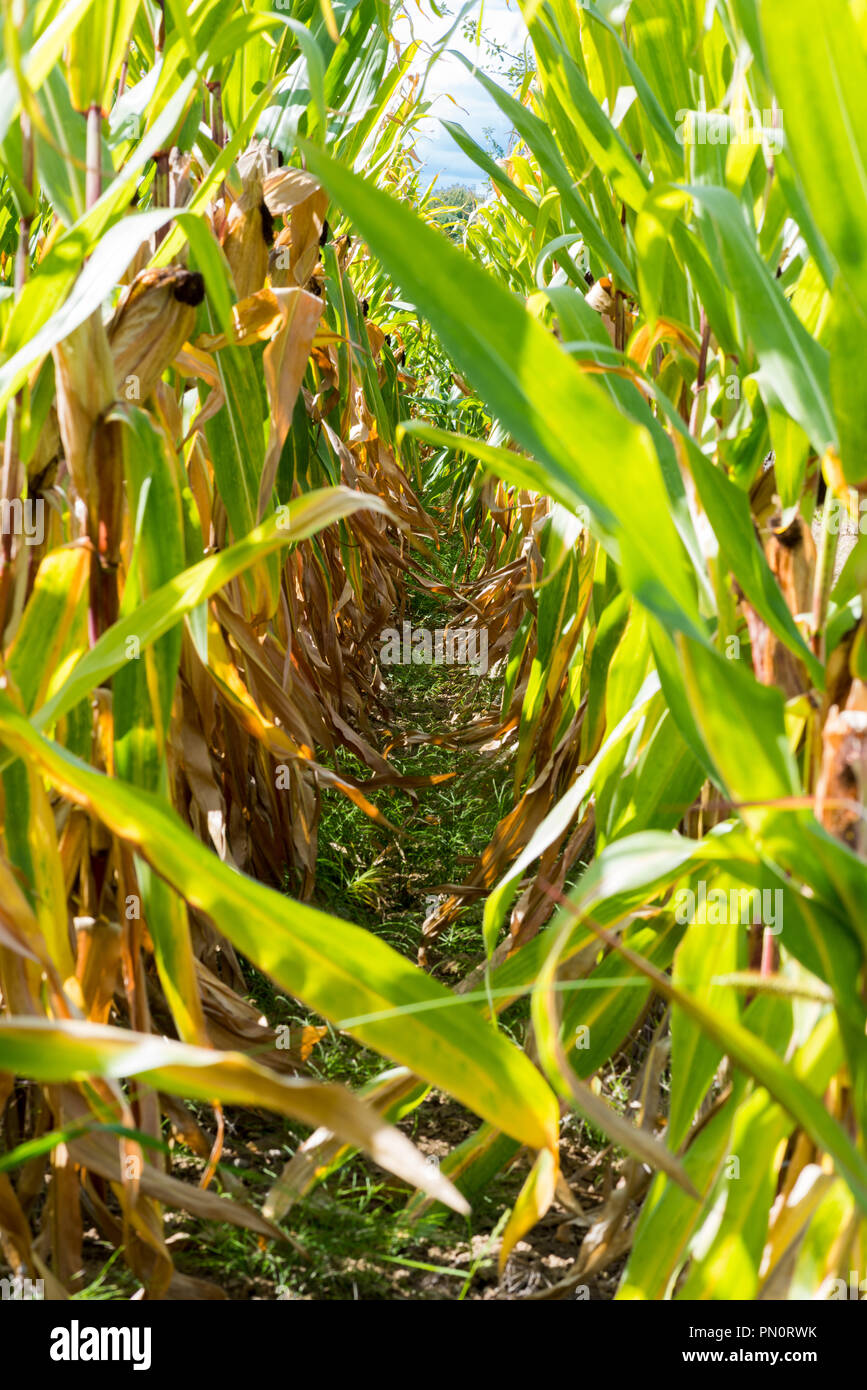 Small passage between the rows in a corn field Stock Photo - Alamy