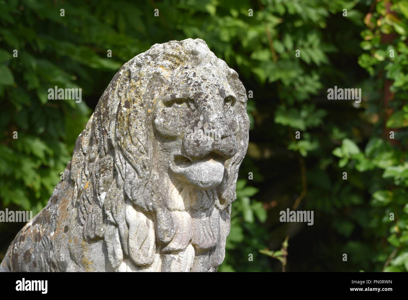 Aslan the lion hi-res stock photography and images - Alamy