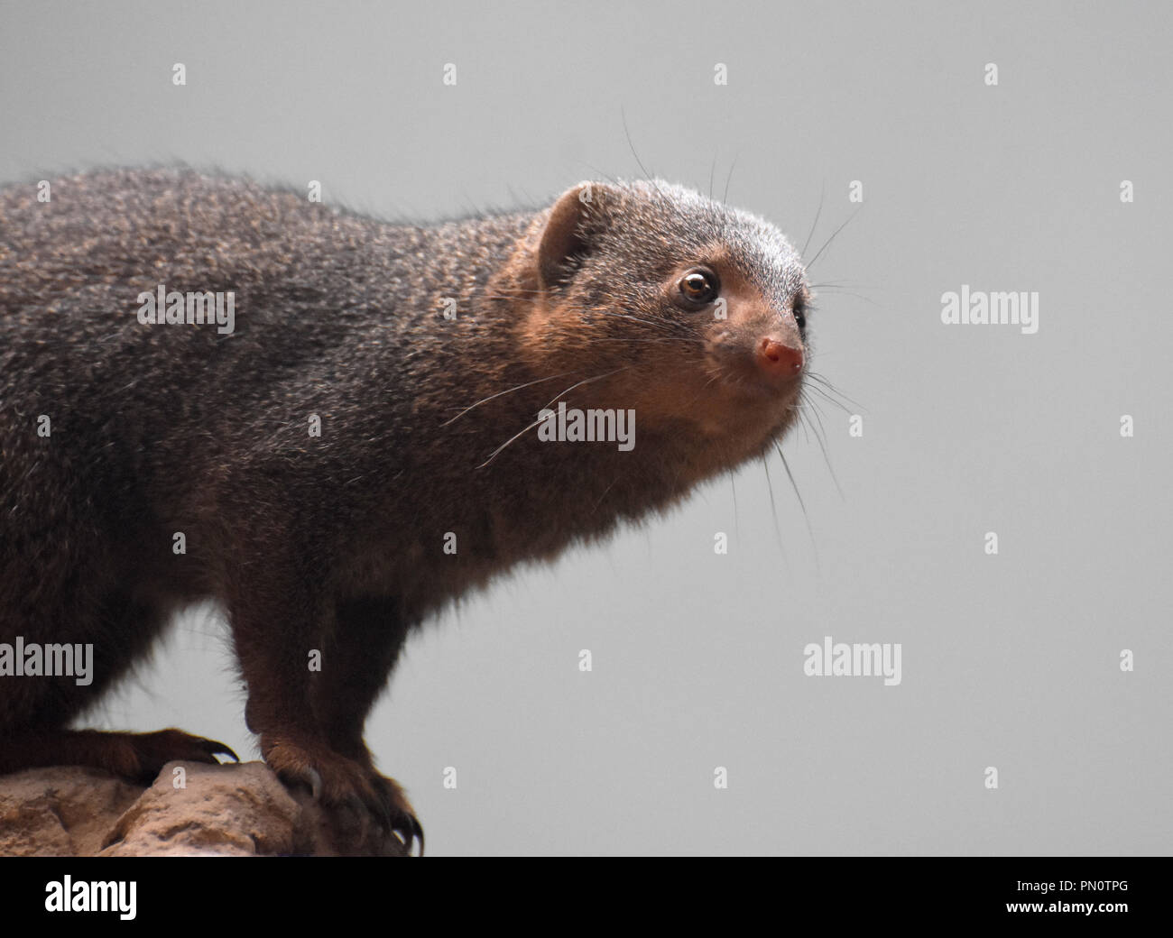Adorable Expression on the Face of a Dwarf Mongoose Stock Photo - Alamy