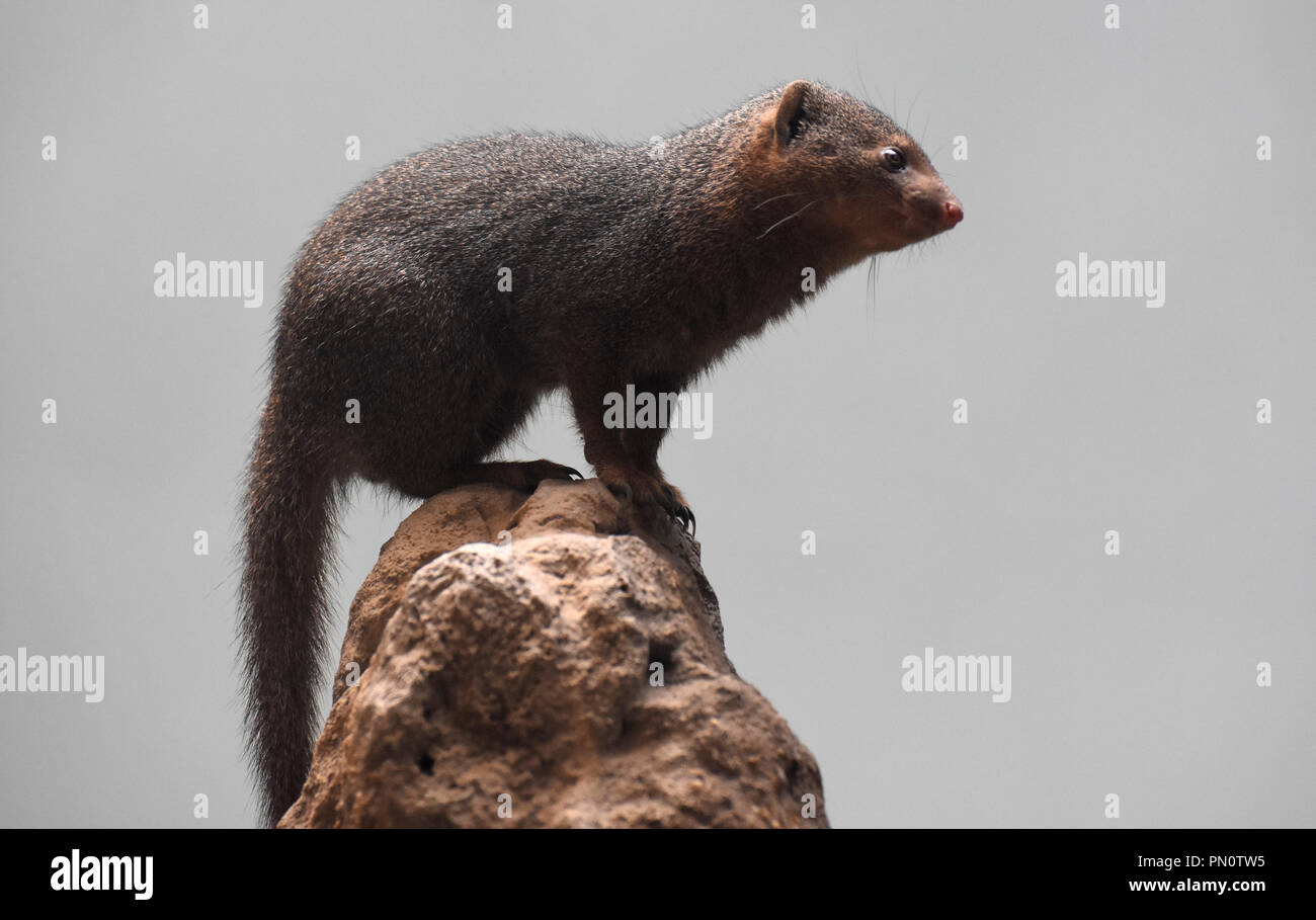 Breathtaking Image of a Little Dwarf Mongoose Stock Photo - Alamy