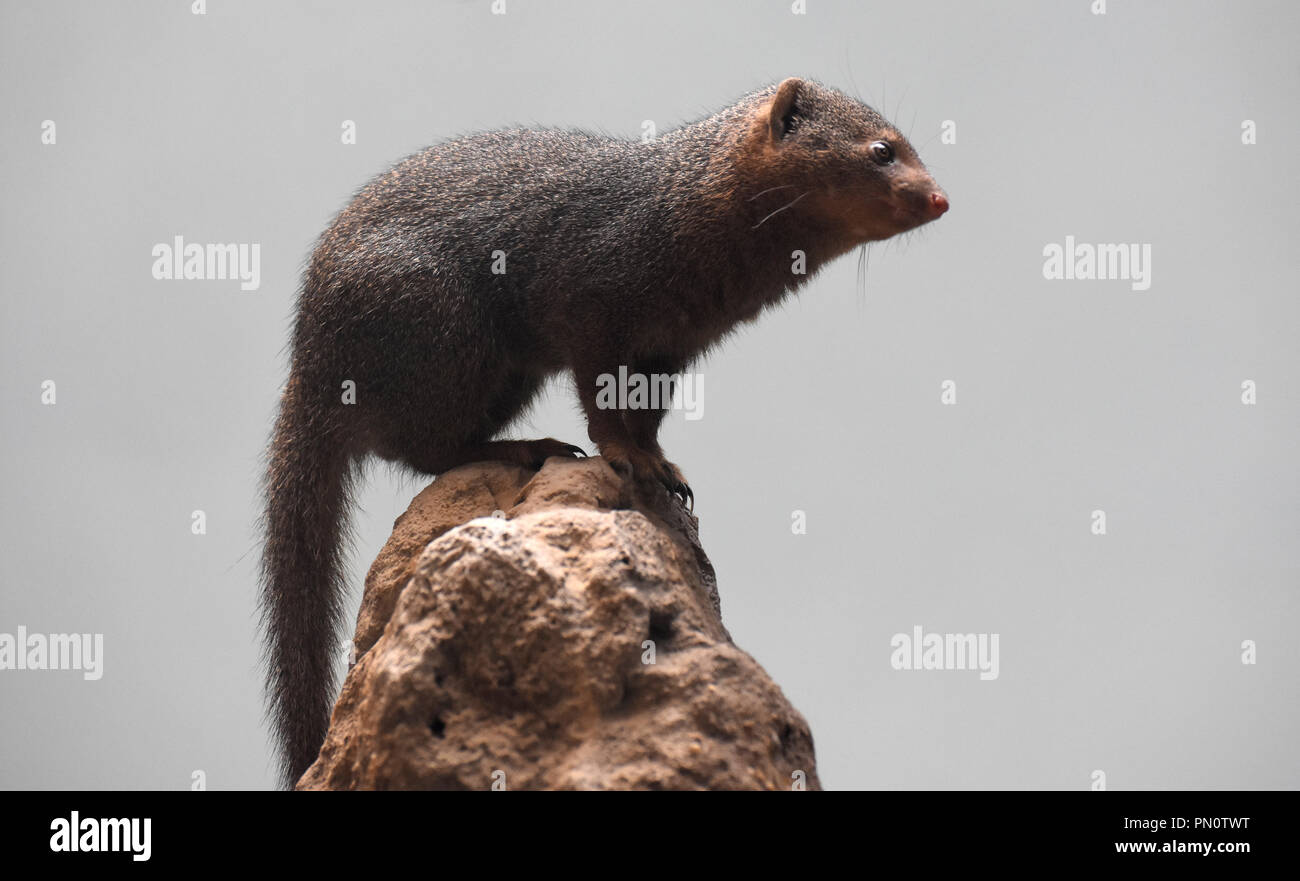 Gorgeous Image of a Brown Dwarf Mongoose Stock Photo - Alamy