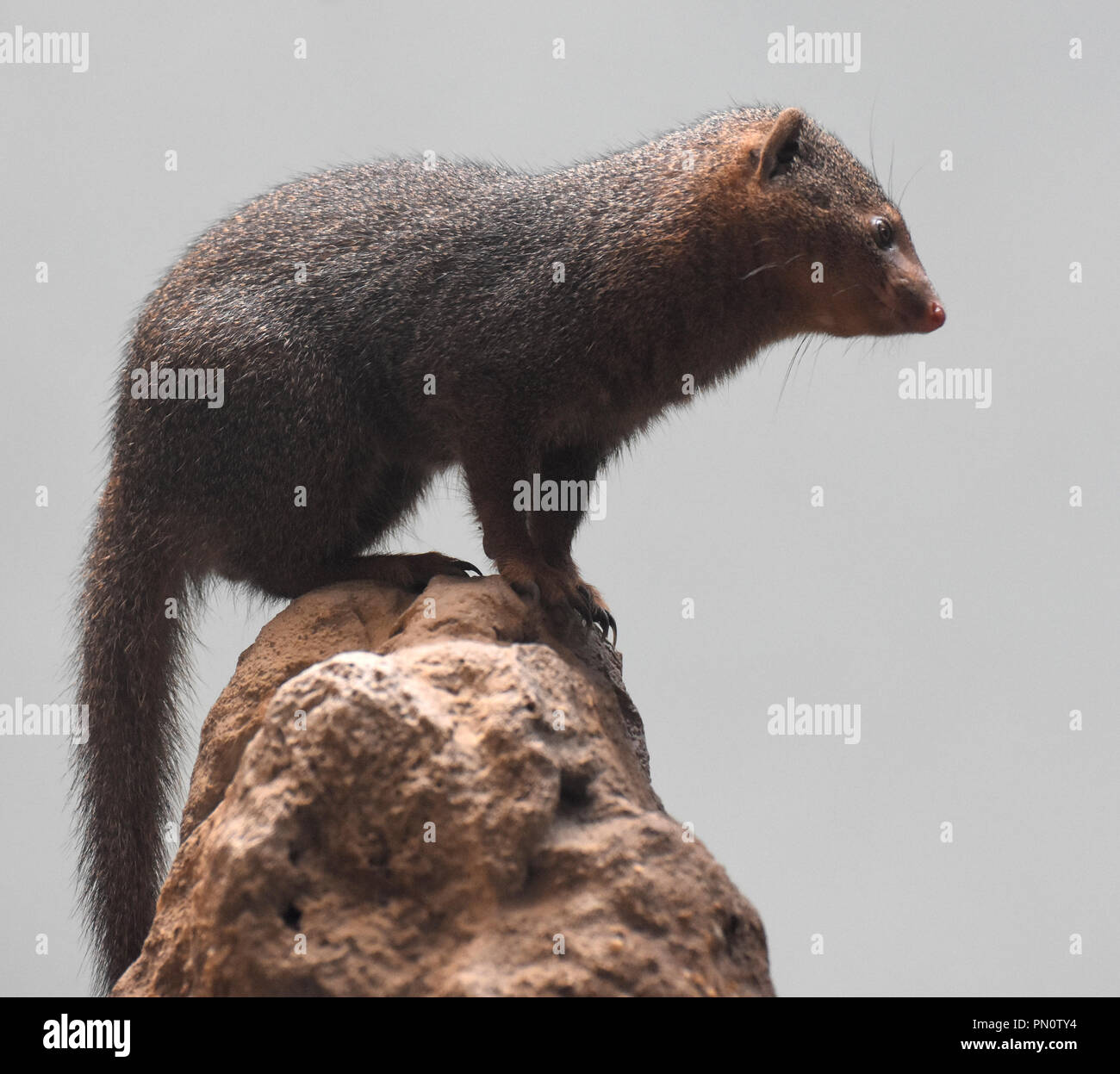 Ricky ticky tavi hi-res stock photography and images - Alamy