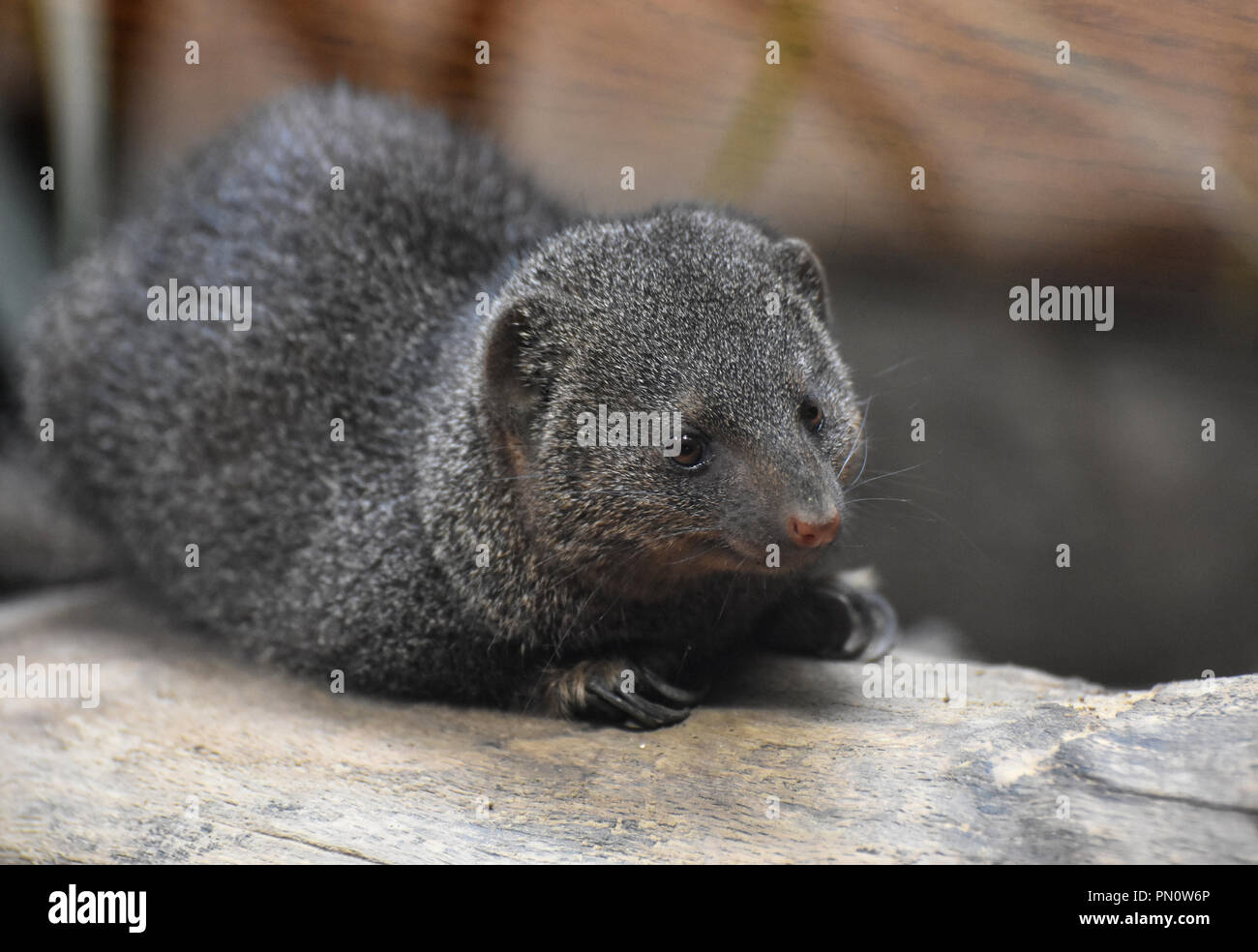 Ricky ticky tavi hi-res stock photography and images - Alamy