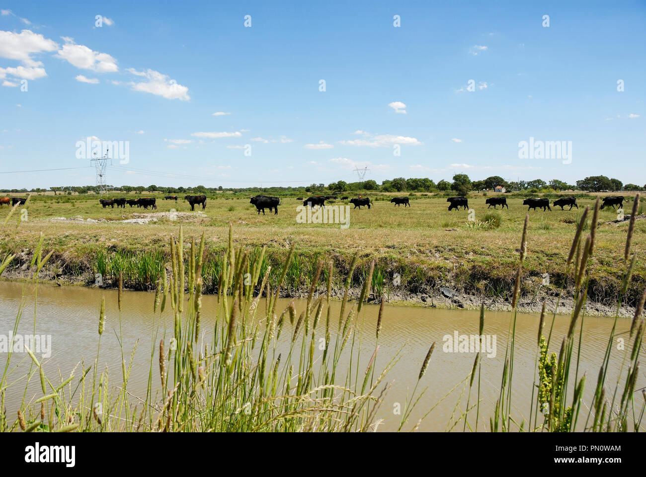 Wild bulls at the Herdade da Barroca d' Alva, Alcochete. Portugal Stock ...
