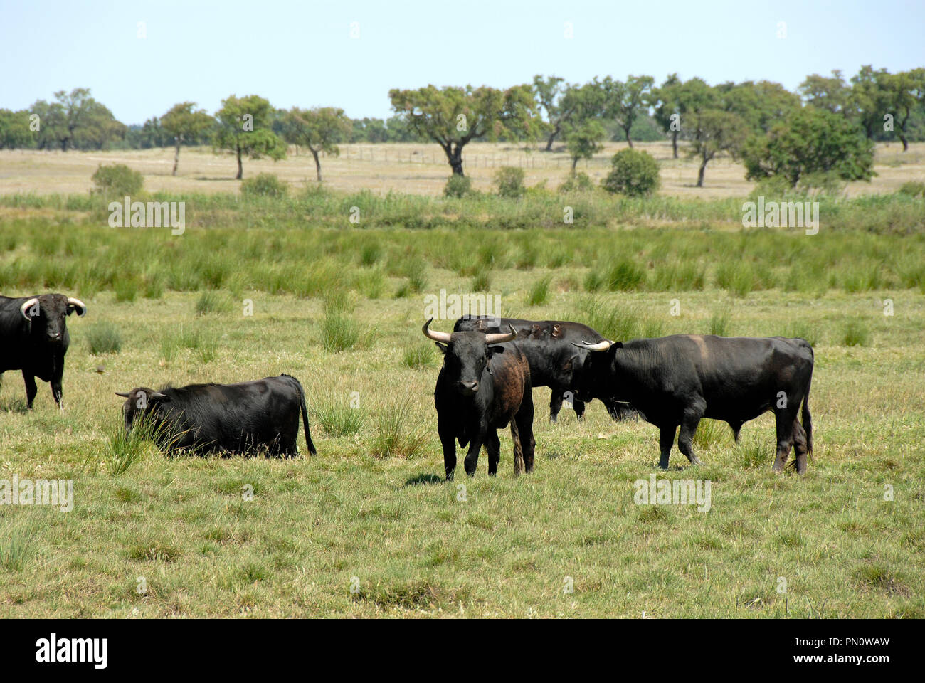 Wild bulls at the Herdade da Barroca d' Alva, Alcochete. Portugal Stock ...