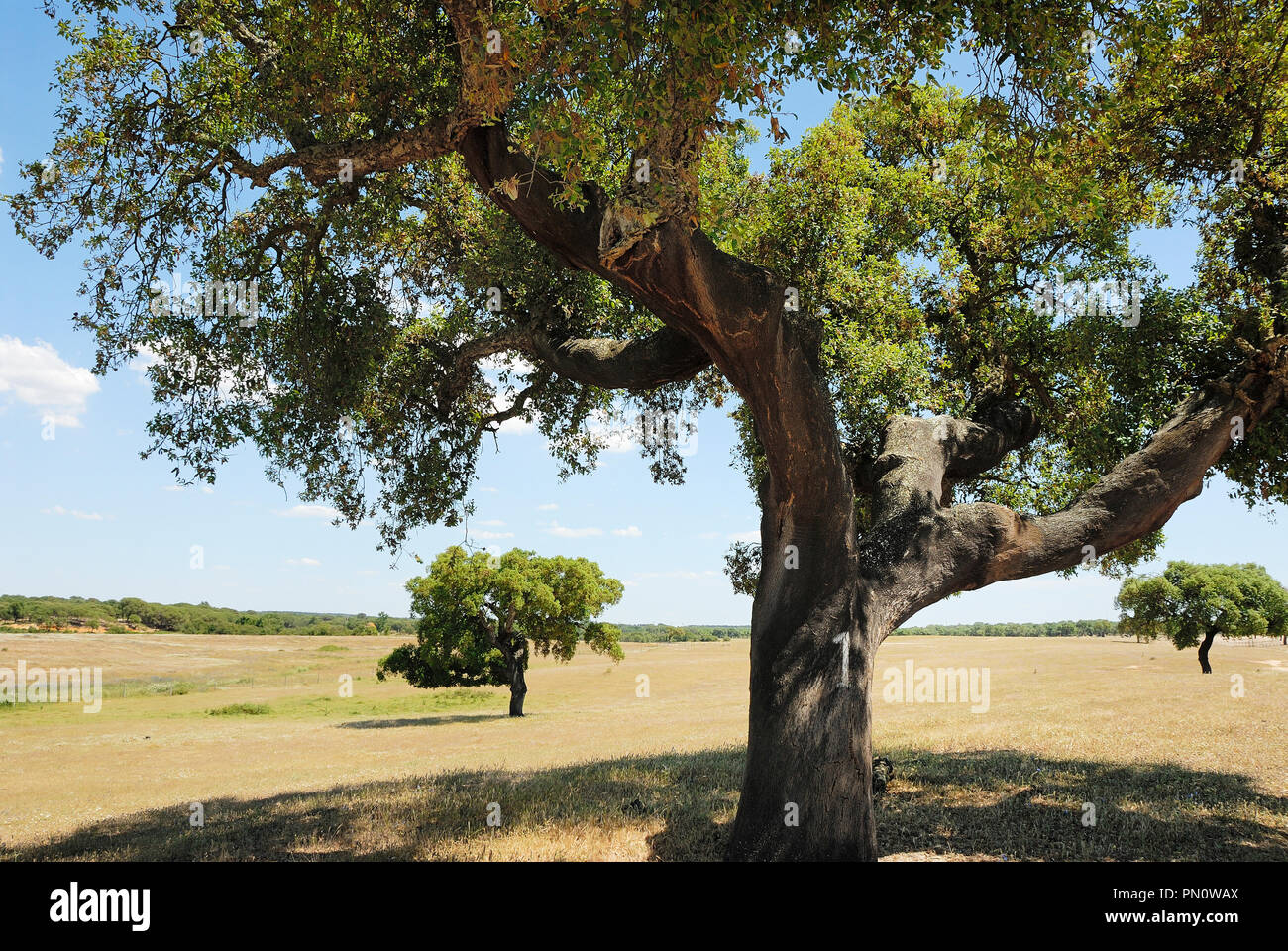 Cork tree. Herdade da Barroca d' Alva, Alcochete. Portugal Stock Photo ...