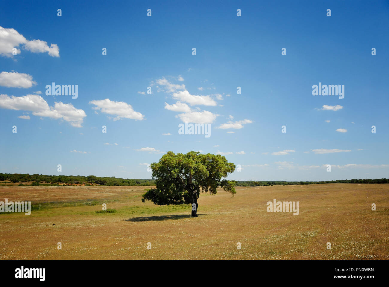 Cork tree. Herdade da Barroca d' Alva, Alcochete. Portugal Stock Photo ...