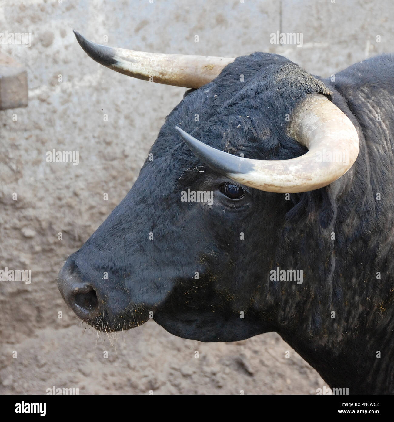 Wild bulls at the Herdade da Barroca d' Alva, Alcochete. Portugal Stock ...
