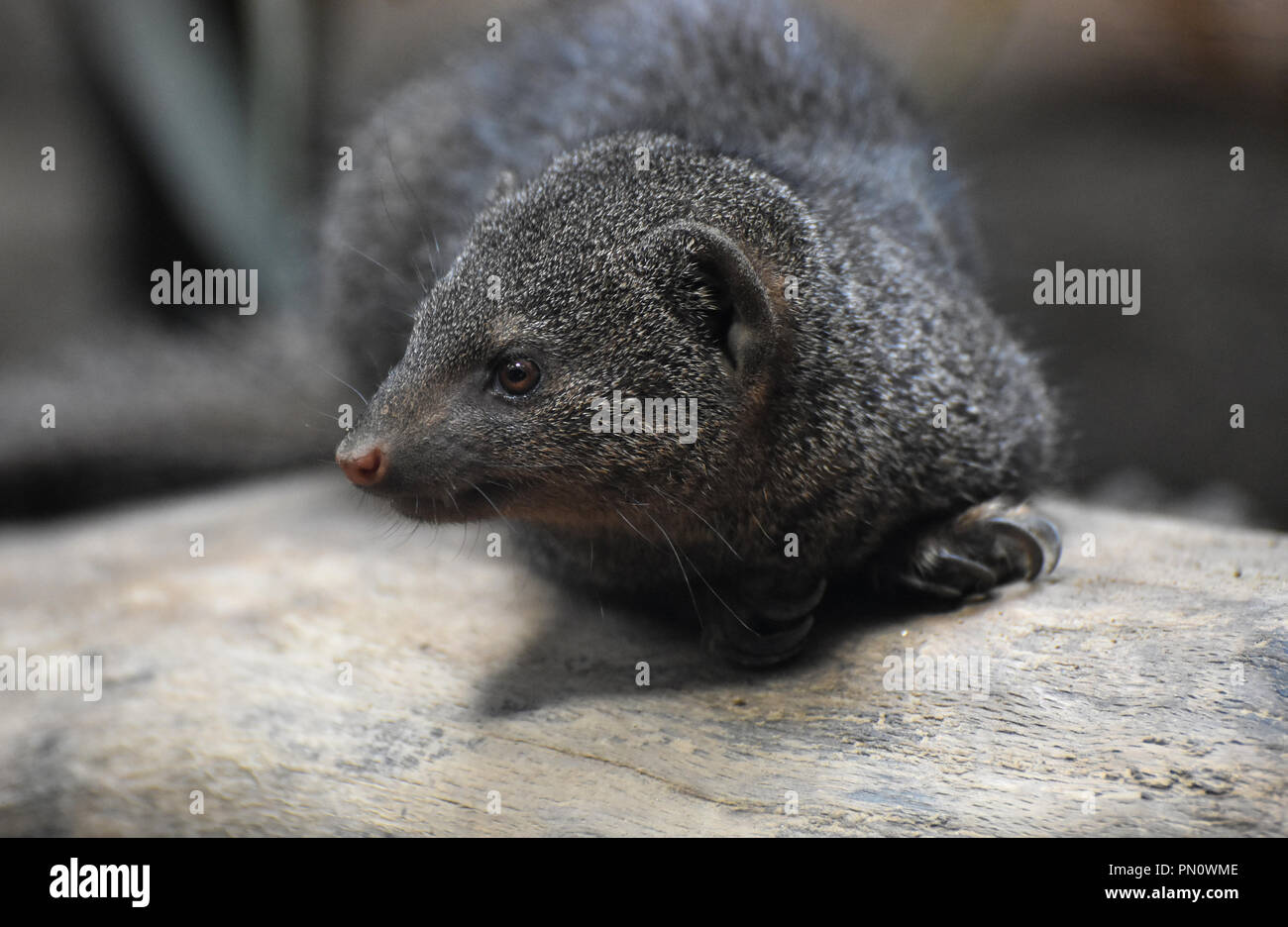 Ricky ticky tavi hi-res stock photography and images - Alamy