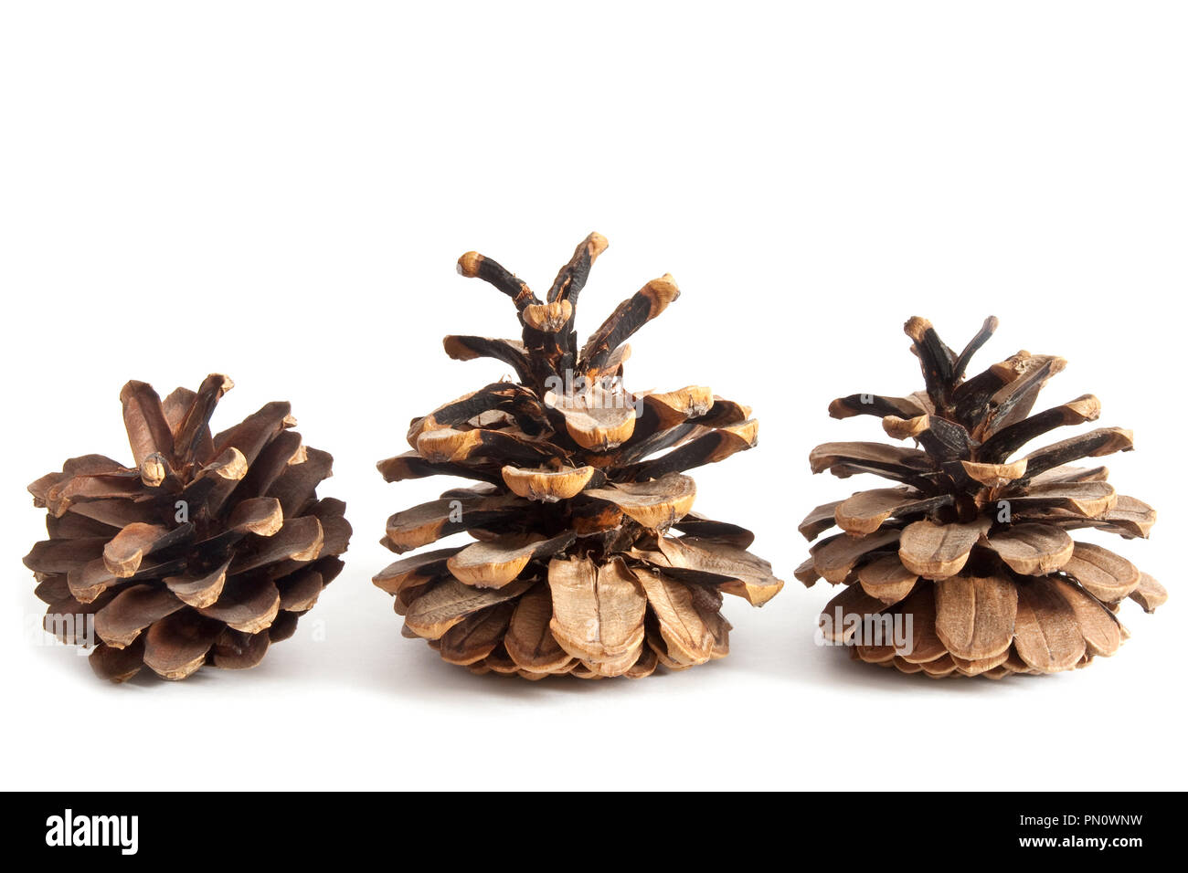 three cones isolated on white Stock Photo - Alamy