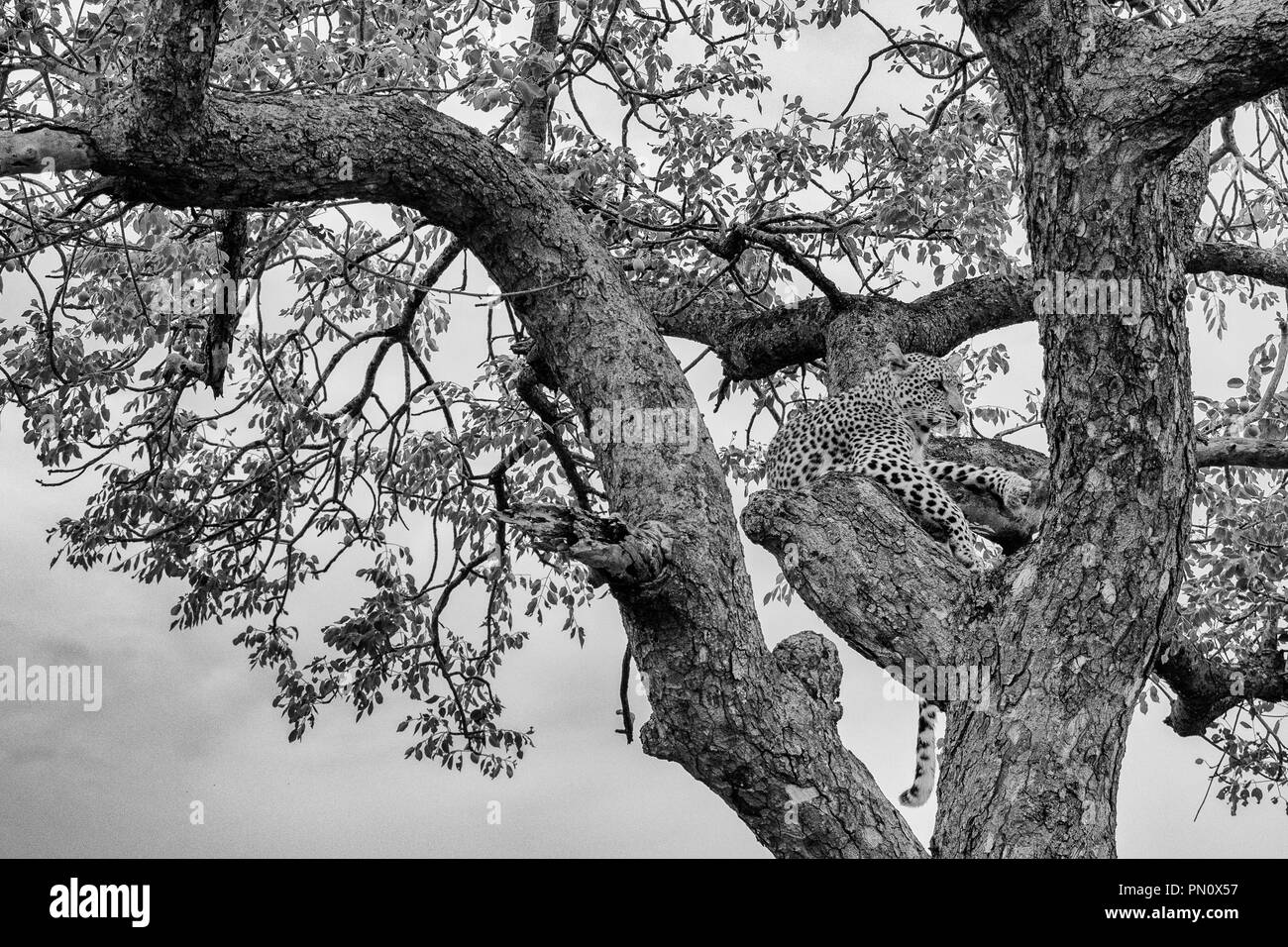 Black leopard tree hi-res stock photography and images - Alamy