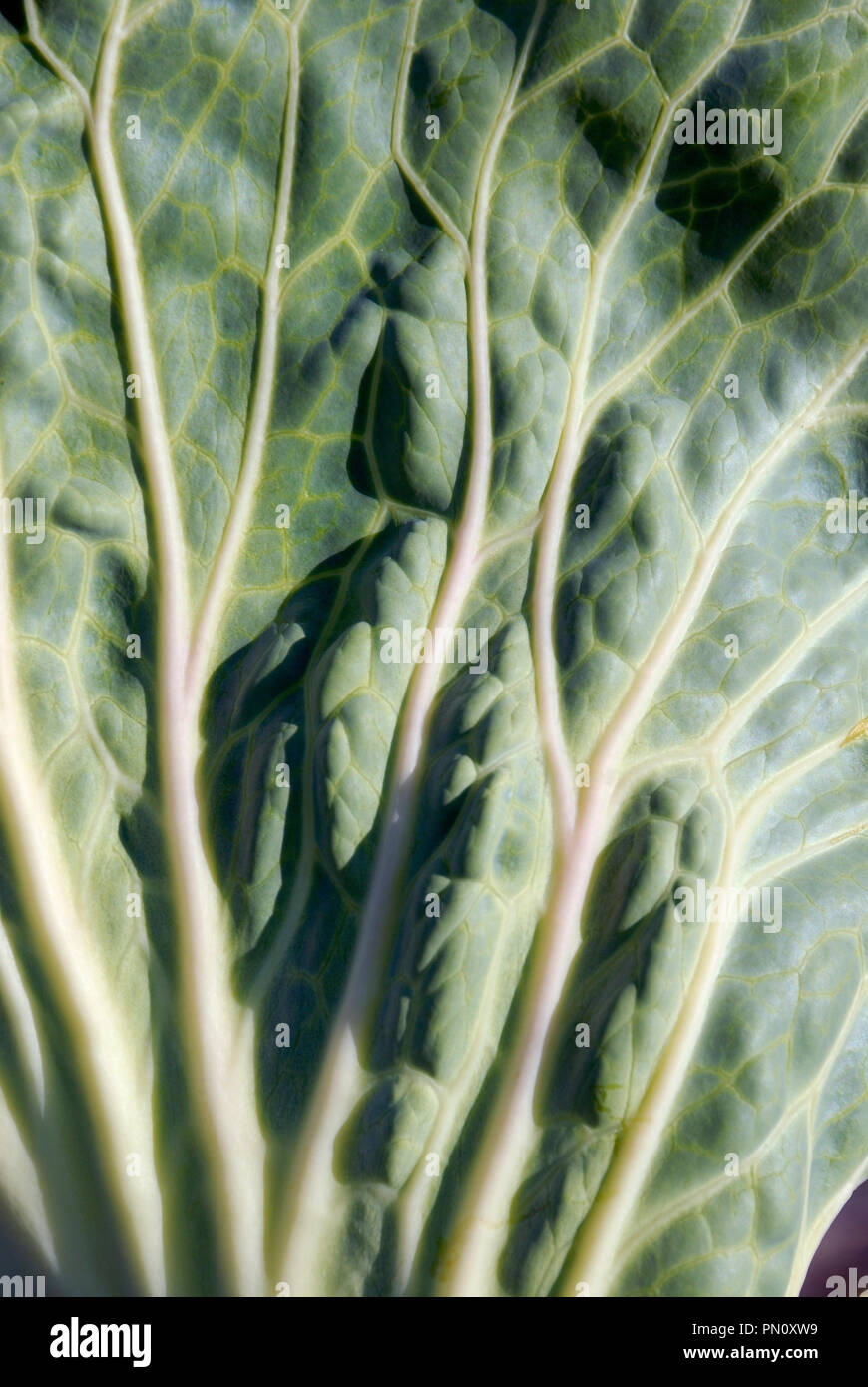 Green cabbage leaf hi-res stock photography and images - Alamy