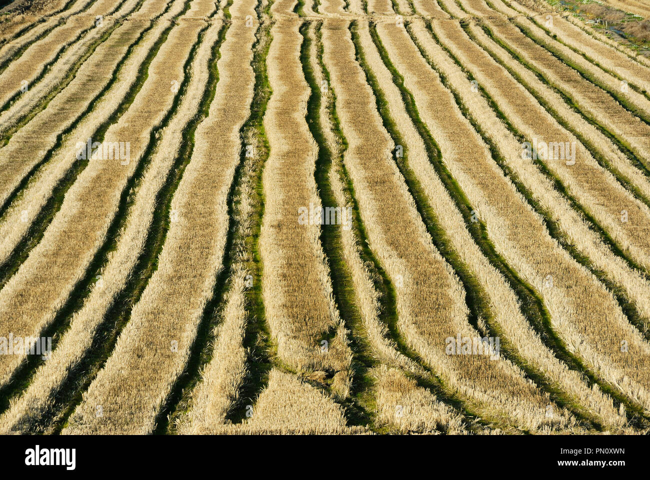 Rice fields after harvest, Comporta, Alentejo. Portugal Stock Photo - Alamy