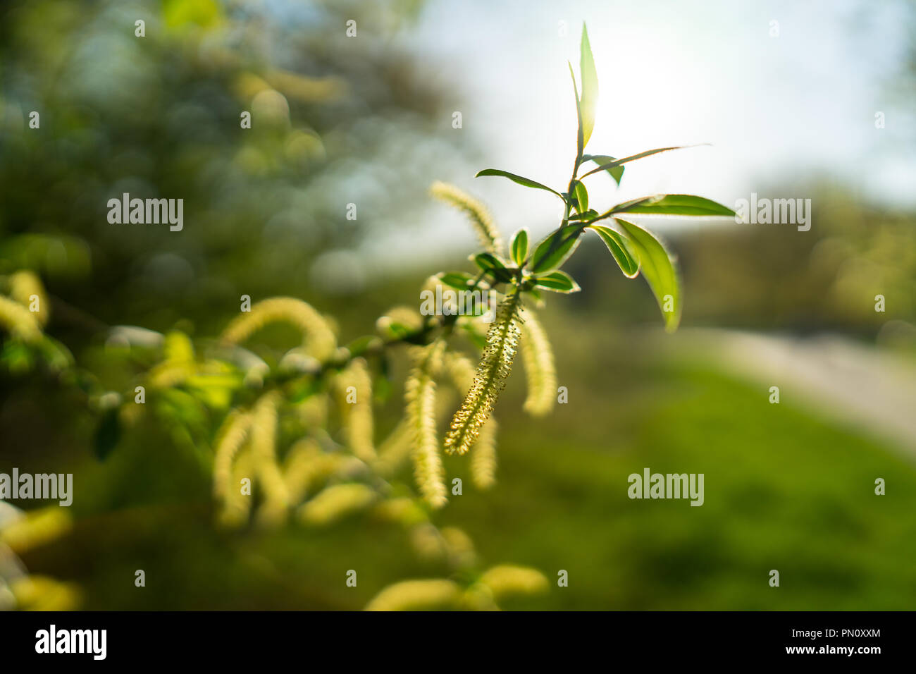 Salix sp catkin detail hi-res stock photography and images - Alamy