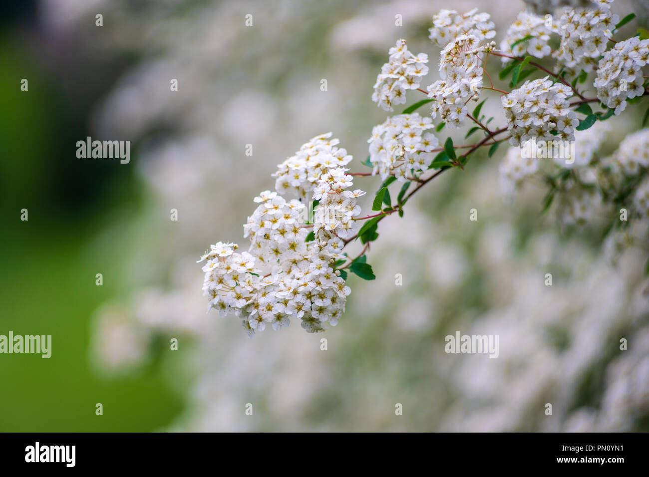 Spring flowering of the decorative bush Reeve's spiraea (Spiraea ...