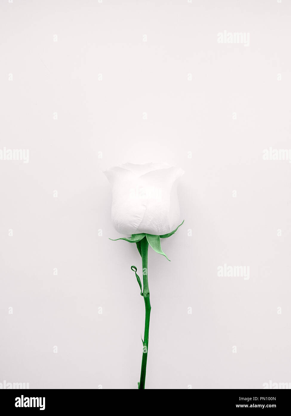 Rose flower in minimalistic style Top view Stock Photo - Alamy